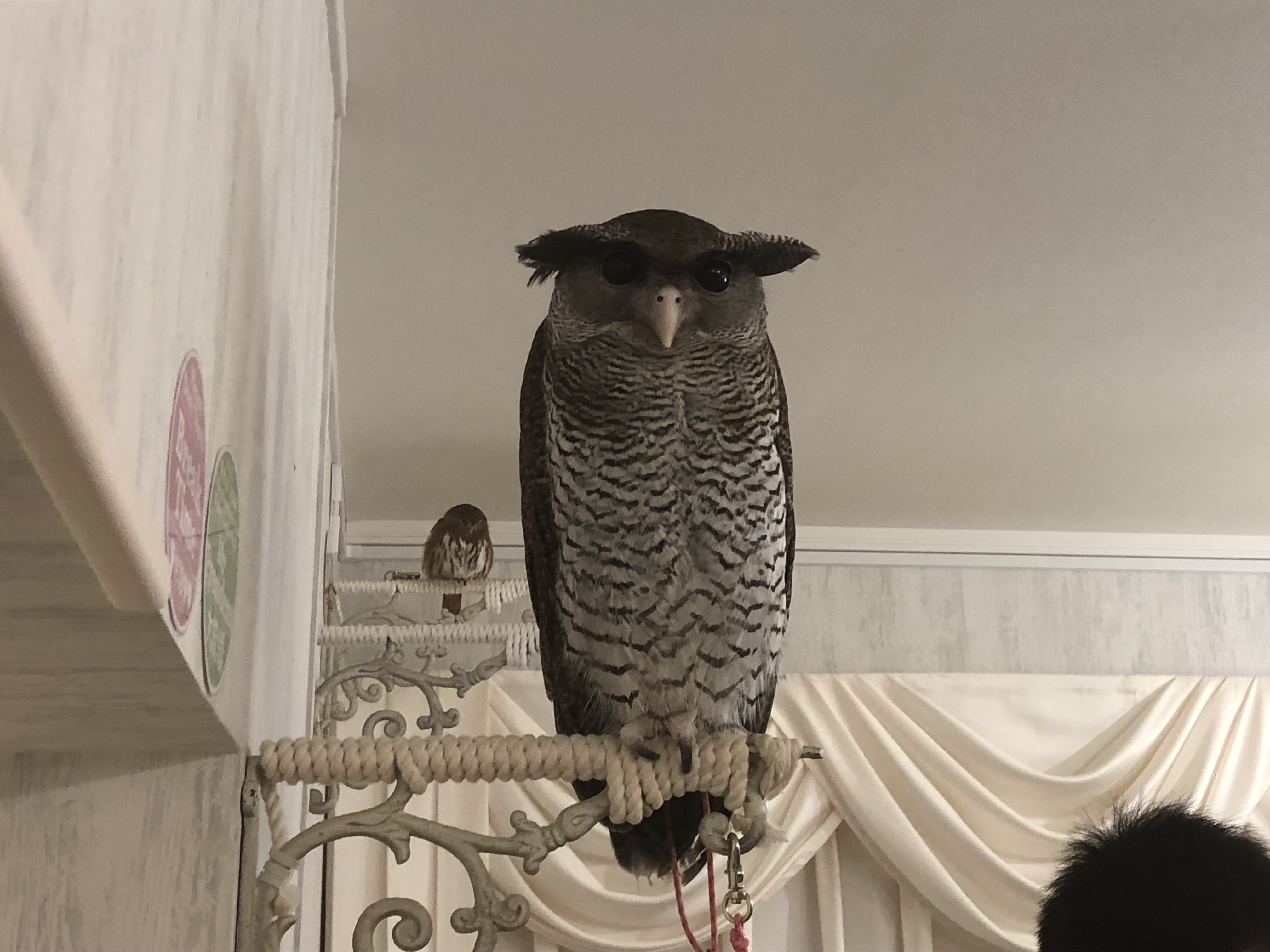 Japanese Animal Cafes | A Zebra Abroad